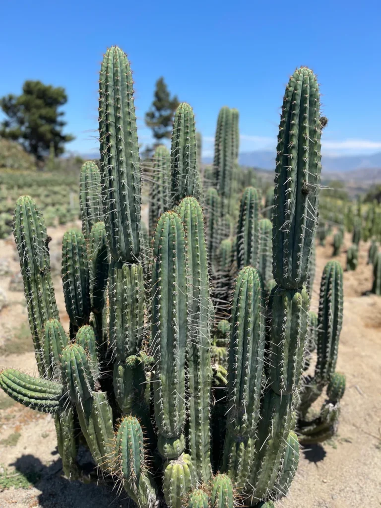 San Pedro Cactus For Sale - Your #1 Trusted Source Online